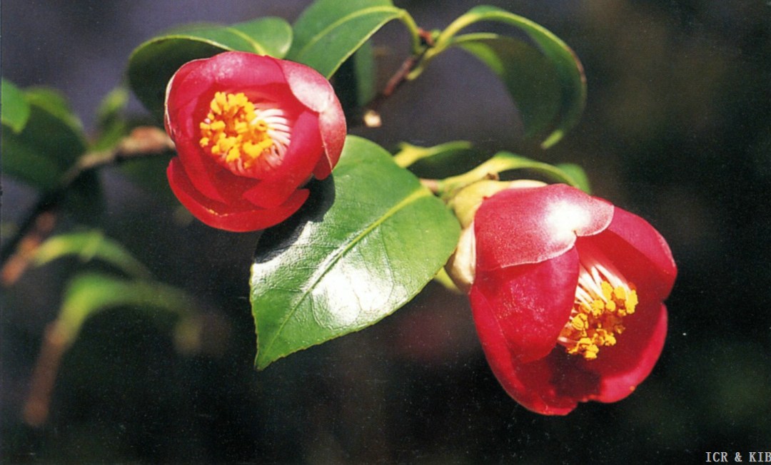 Oboko-Cultivars-International Camellia Register