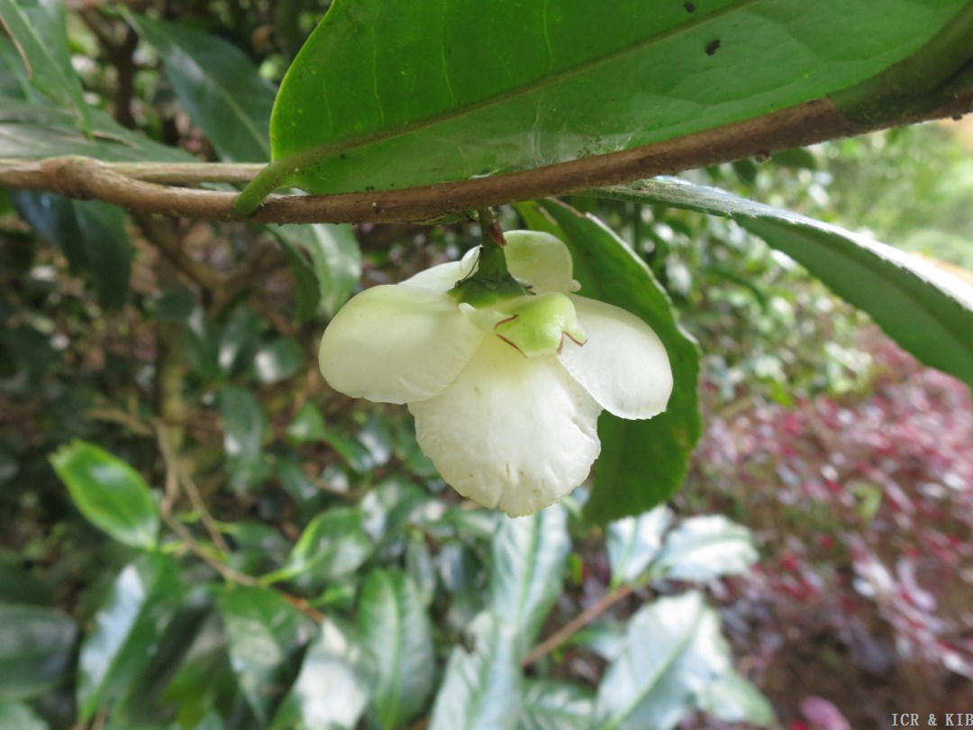 Camellia sinensis var. assamica-Species-International Camellia Register
