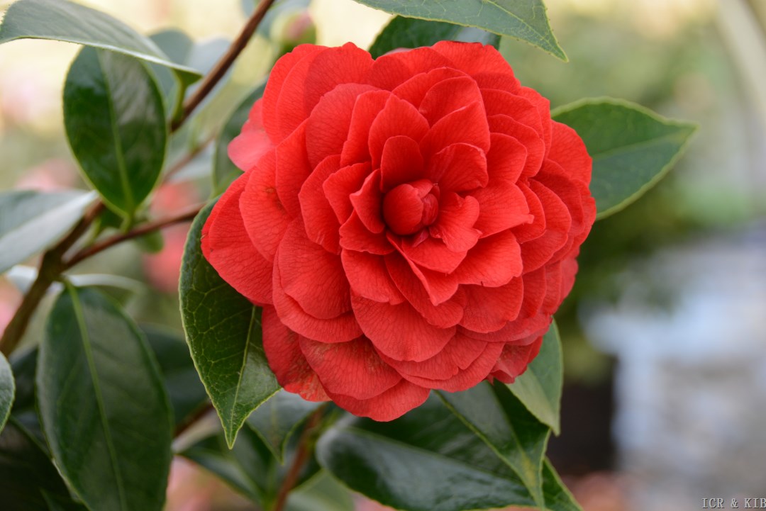 Stromboli-Cultivars-International Camellia Register